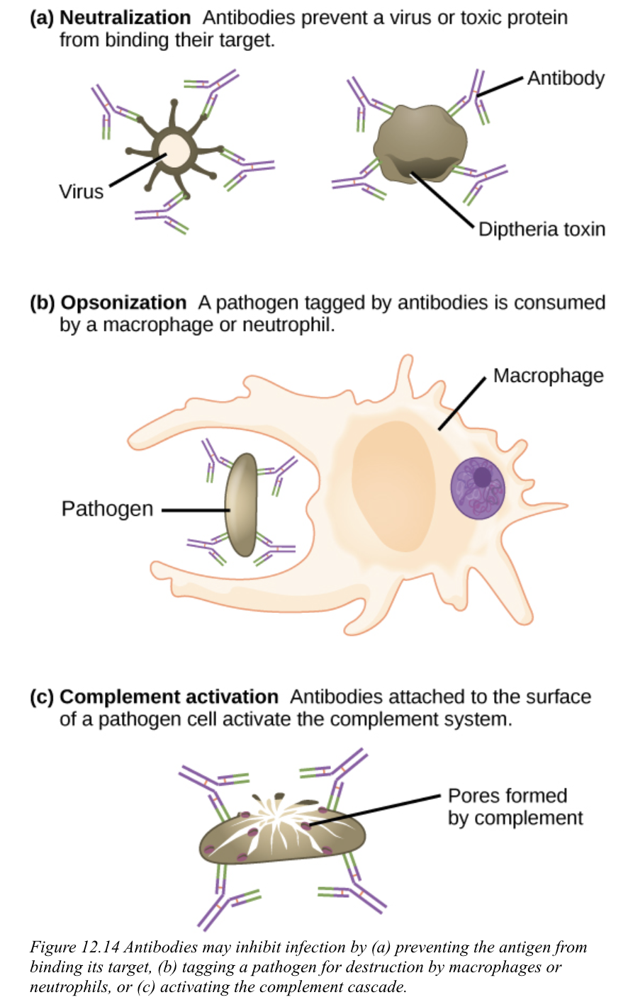 Immune System | A Philosopher's View