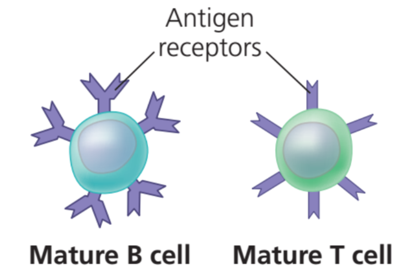 Immune System | A Philosopher's View